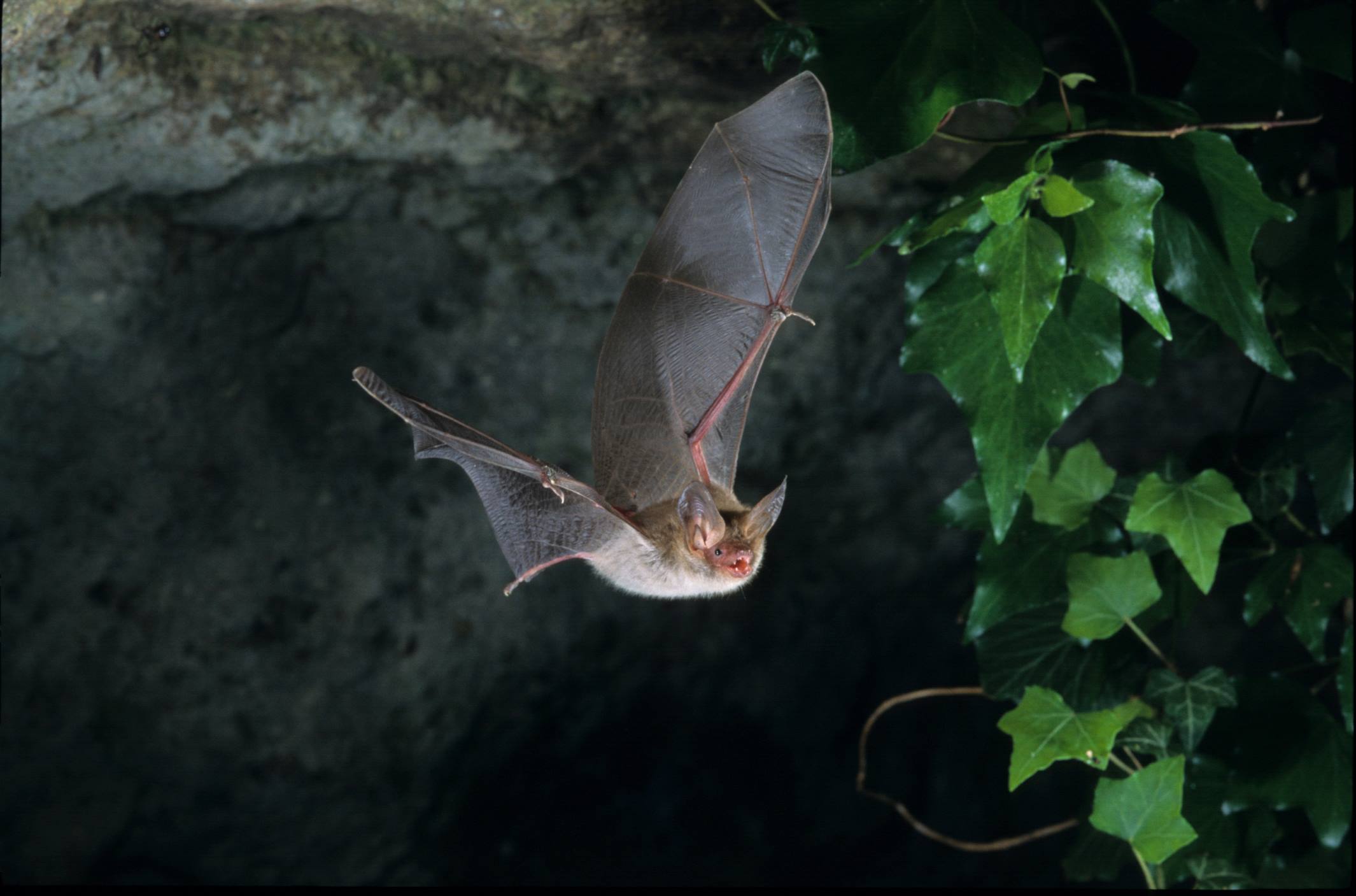 Bat Walk at Broadhurst Park Nature Reserve – MCR Lit&Phil